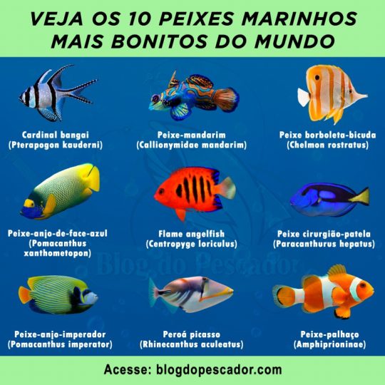 Top 10 tipos de peixes marinhos mais bonitos do mundo | Blog do Pescador