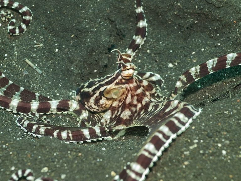 Polvo-mímico: características, reprodução, alimentação e habitat | Blog ...