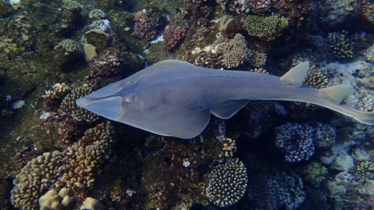 Raia-banjo: características, informações e muito mais | Blog do Pescador