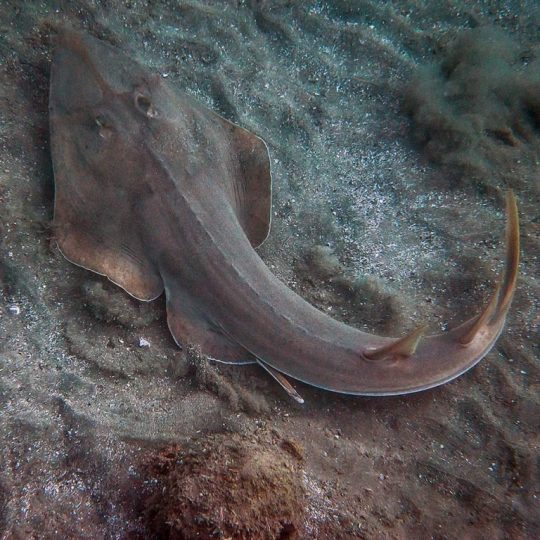 Raia-banjo: características, informações e muito mais | Blog do Pescador