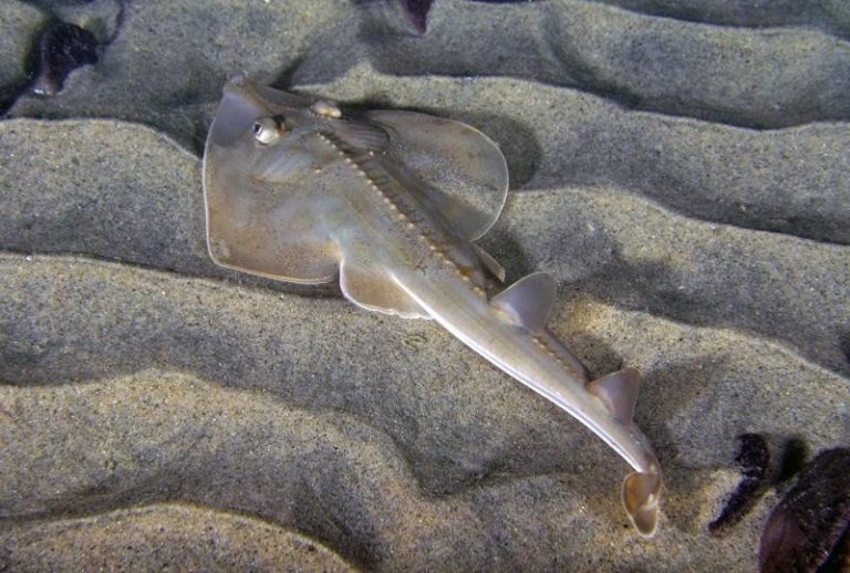 Raia-banjo: características, informações e muito mais | Blog do Pescador