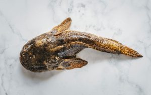 Charroco peixe: características, reprodução, alimentação, ameaças e ...