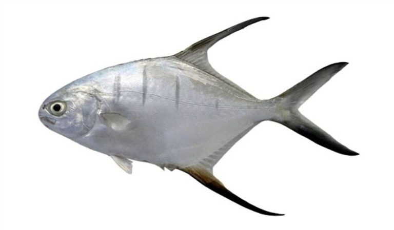 Pampo galhudo peixe: características, reprodução, alimentação, habitat ...