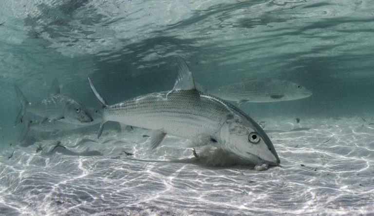 Ubarana-focinho-de-rato peixe: características, reprodução, alimentação ...