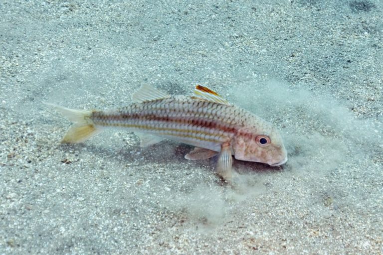 Salmonete: características, reprodução, habitat, alimentação e tipos de ...