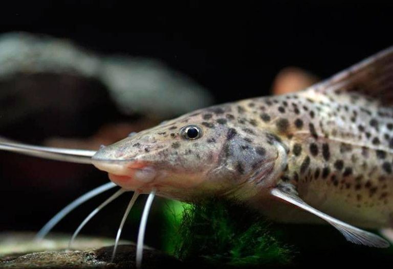 Surubim do Paraíba: características, alimentação e reprodução | Blog do ...