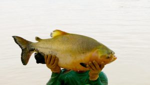 Tambatinga peixe: características, reprodução, alimentação, tipos de ...