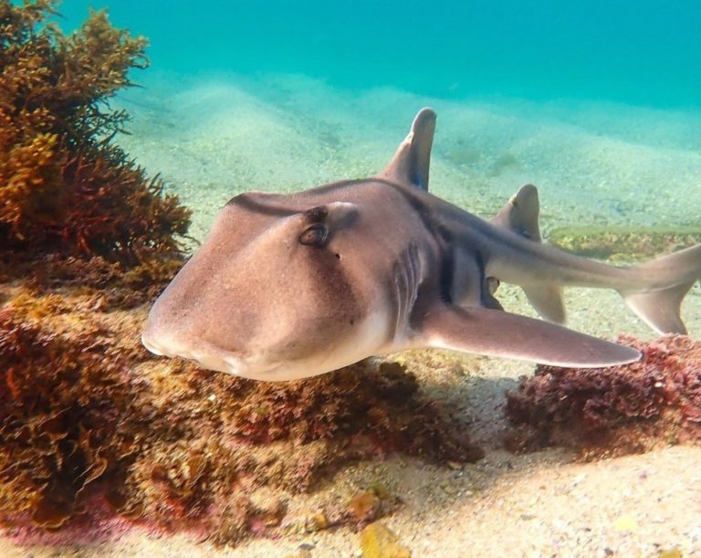 Tubarão-de-port-jackson: características, reprodução, alimentação e ...