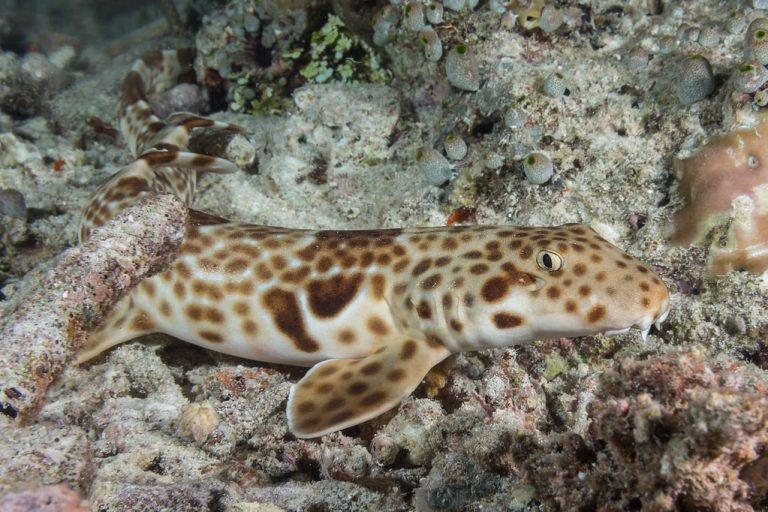 Tubarão epaulette: características, alimentação, reprodução, habitat ...