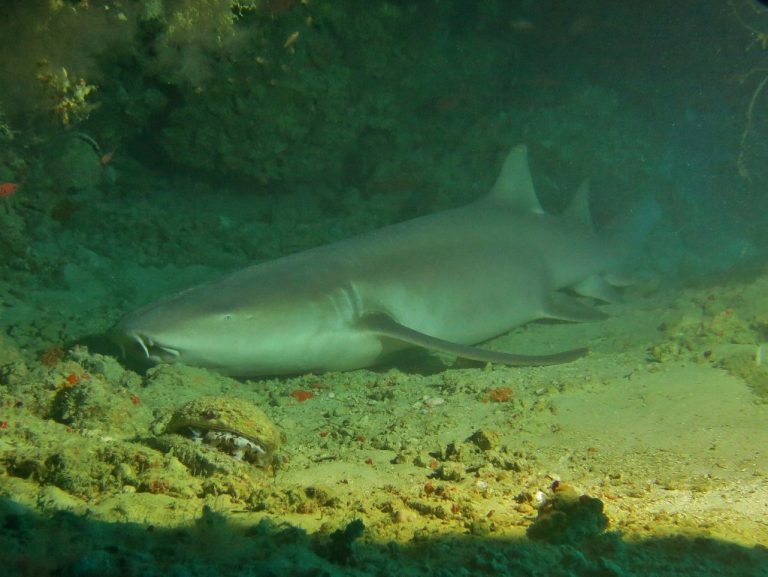 Tubarão-lixa: espécies, características, reprodução, alimentação ...