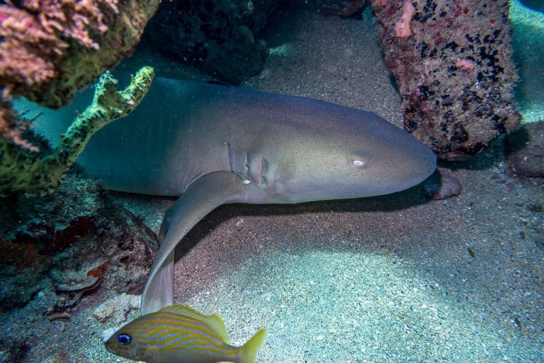 Tubarão-lixa: espécies, características, reprodução, alimentação ...