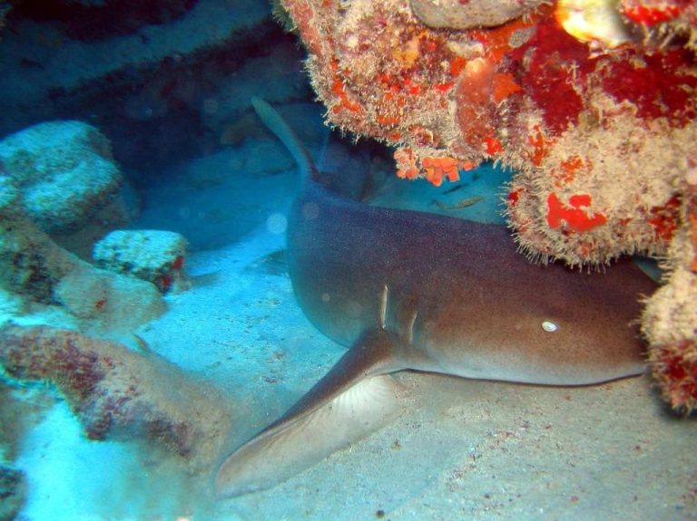 Tubarão-lixa: espécies, características, reprodução, alimentação ...