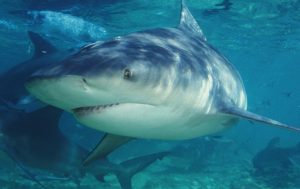 Tubarão-touro: características, reprodução, alimentação, habitat e ...