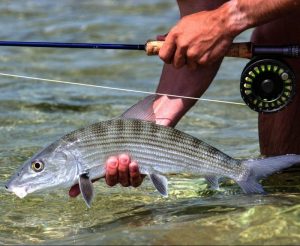 Ubarana-focinho-de-rato peixe: características, reprodução, alimentação ...