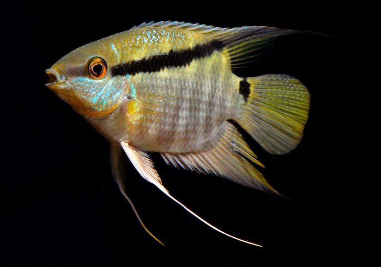 Acará Festivo: características, alimentação e reprodução | Blog do Pescador