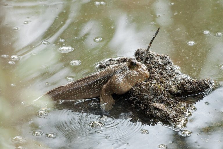 Saltador-do-lodo: características, reprodução, habitat, alimentação ...