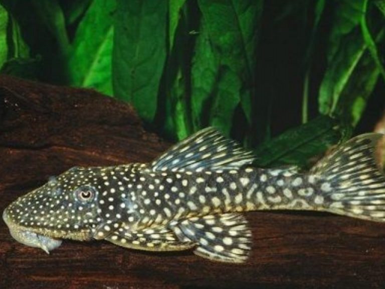 Baryancistrus niveatus peixe: características, habitat, alimentação e ...