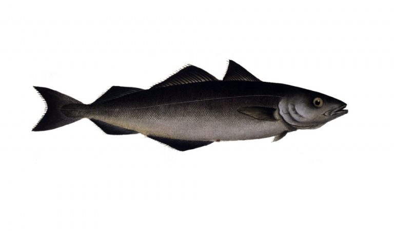 Bacalhau saithe peixe: características, alimentação e curiosidades ...