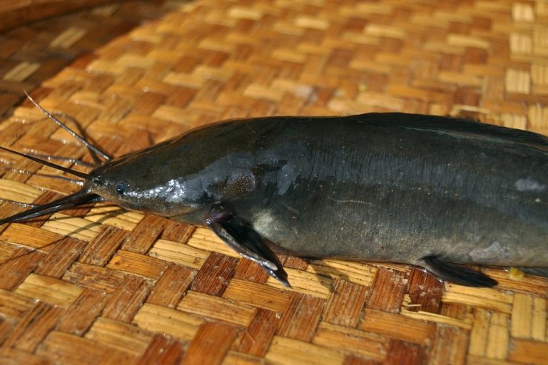 Bagre-ambulante: características, habitat, reprodução e alimentação ...