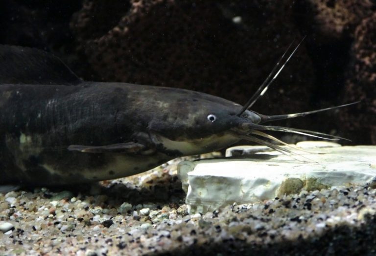 Bagre-ambulante: características, habitat, reprodução e alimentação ...