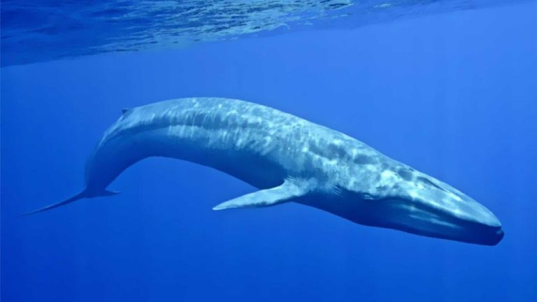 Baleia-sei: características, reprodução, hábitos, alimentação e habitat ...