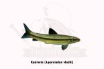 7 Tipos de peixes em riscos de extinção na região da Mata Atlântica ...