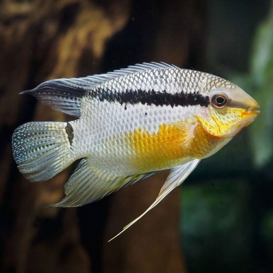 Acará Festivo: características, alimentação e reprodução | Blog do Pescador