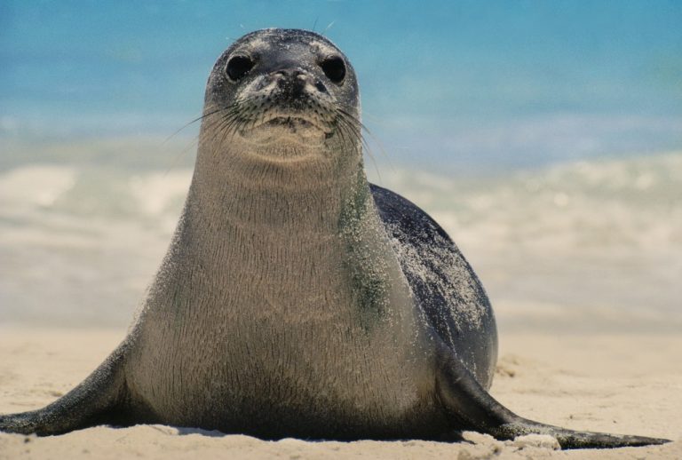 Foca-monge-do-mediterrâneo: características, reprodução, alimentação e ...