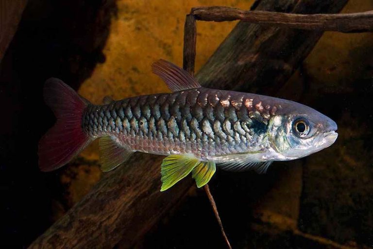 Chalceu: características, reprodução, habitat e alimento | Blog do Pescador