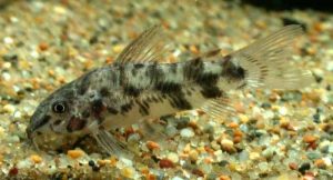 Coridora vela peixe: características, reprodução, alimentação e habitat ...