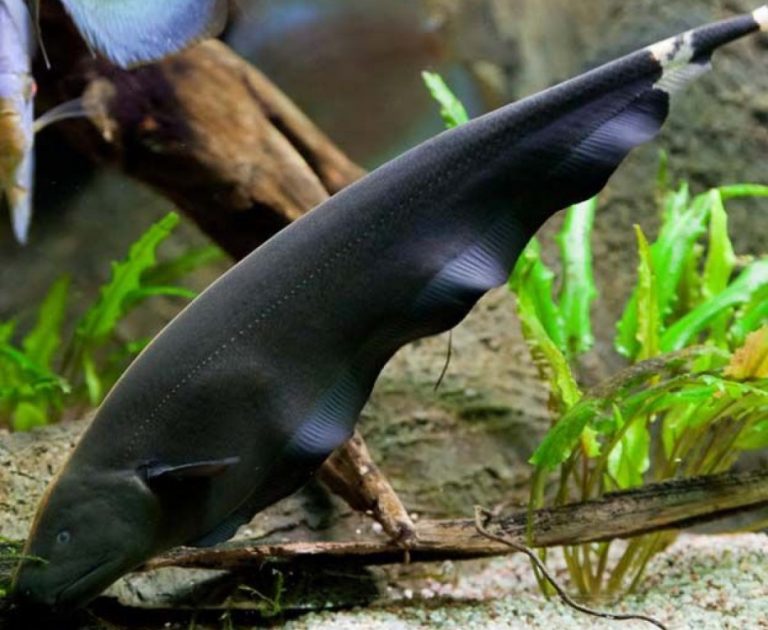 Ituí cavalo peixe: características, reprodução, alimentação e habitat ...