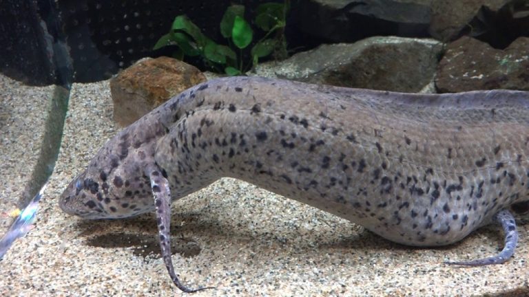 Peixe pulmonado da África Ocidental: características, reprodução ...