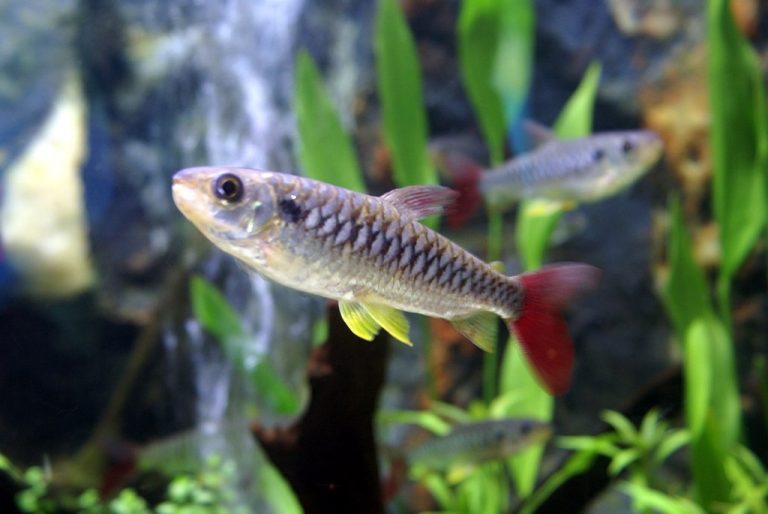 Chalceu: características, reprodução, habitat e alimento | Blog do Pescador