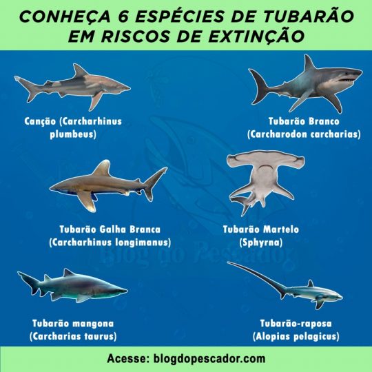 Quantas Espécies, Tipos E Classes De Tubarões Existem? – BSHKST