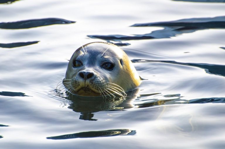 Foca: características, alimentação, habitat e reprodução | Blog do Pescador