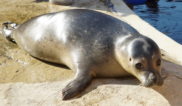 Foca: características, alimentação, habitat e reprodução | Blog do Pescador