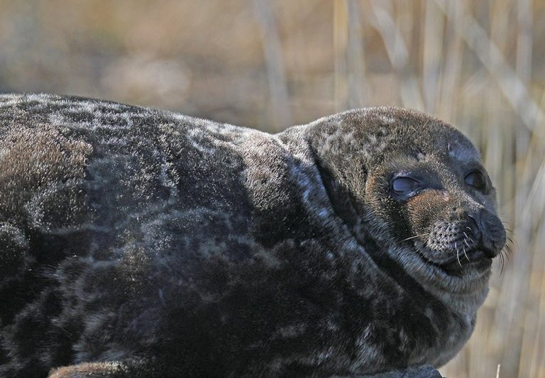 Foca-anelada: espécies, características, reprodução, alimentação e ...