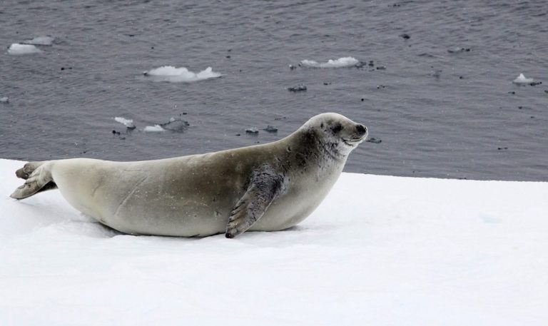 Foca-caranguejeira: características, habitat, alimentação, predadores e ...