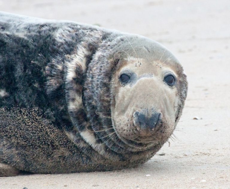 Foca cinzenta: espécies, características, alimentação, curiosidades e ...