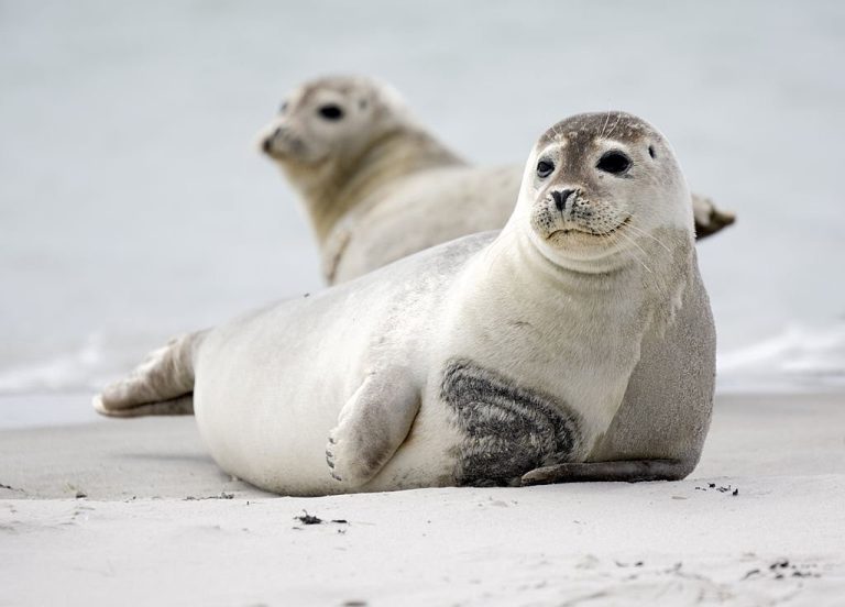 Foca-comum: características, reprodução, alimentação e habitat | Blog ...