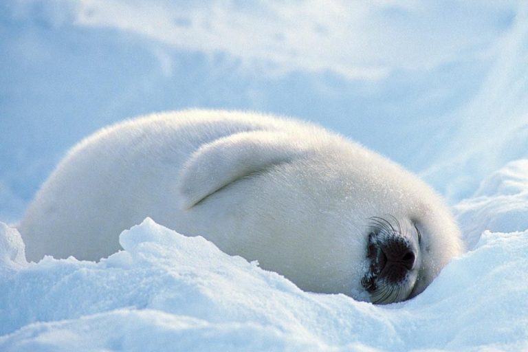 Foca da gronelândia: características, reprodução, alimentação ...