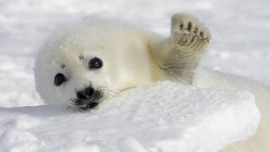 Foca da gronelândia: características, reprodução, alimentação ...