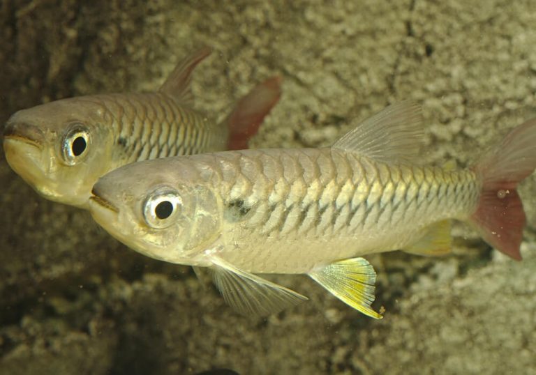 Chalceu: características, reprodução, habitat e alimento | Blog do Pescador