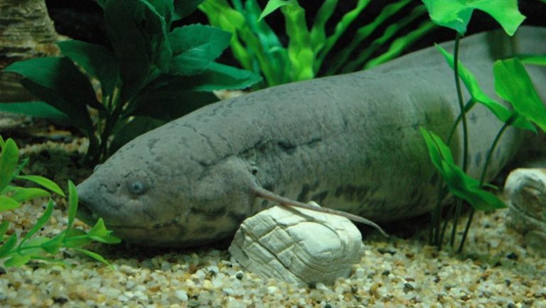 Peixe pulmonado da África Ocidental: características, reprodução ...
