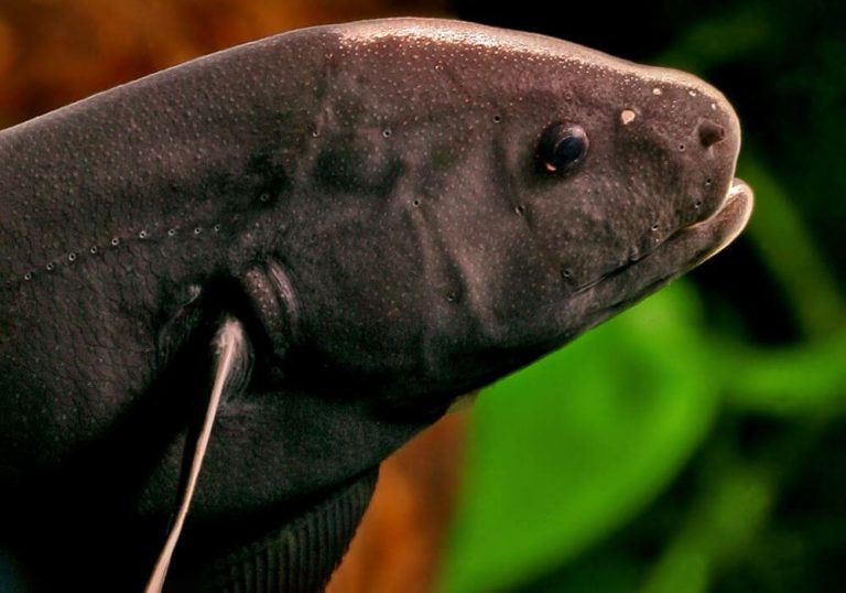 Ituí cavalo peixe: características, reprodução, alimentação e habitat ...