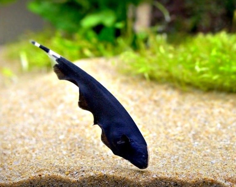 Ituí cavalo peixe: características, reprodução, alimentação e habitat ...