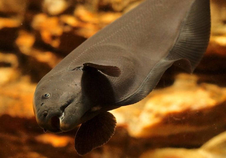 Ituí cavalo peixe: características, reprodução, alimentação e habitat ...