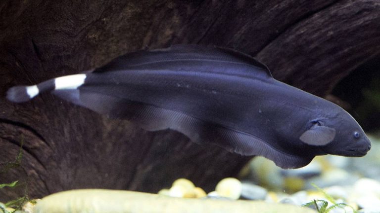 Ituí cavalo peixe: características, reprodução, alimentação e habitat ...