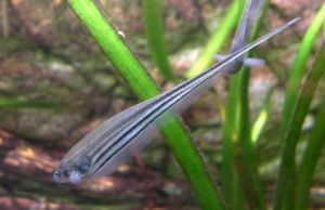 Ituí transparente peixe: características, reprodução, alimentação e ...