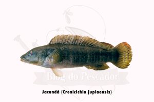 7 Tipos de peixes em riscos de extinção na região da Mata Atlântica ...